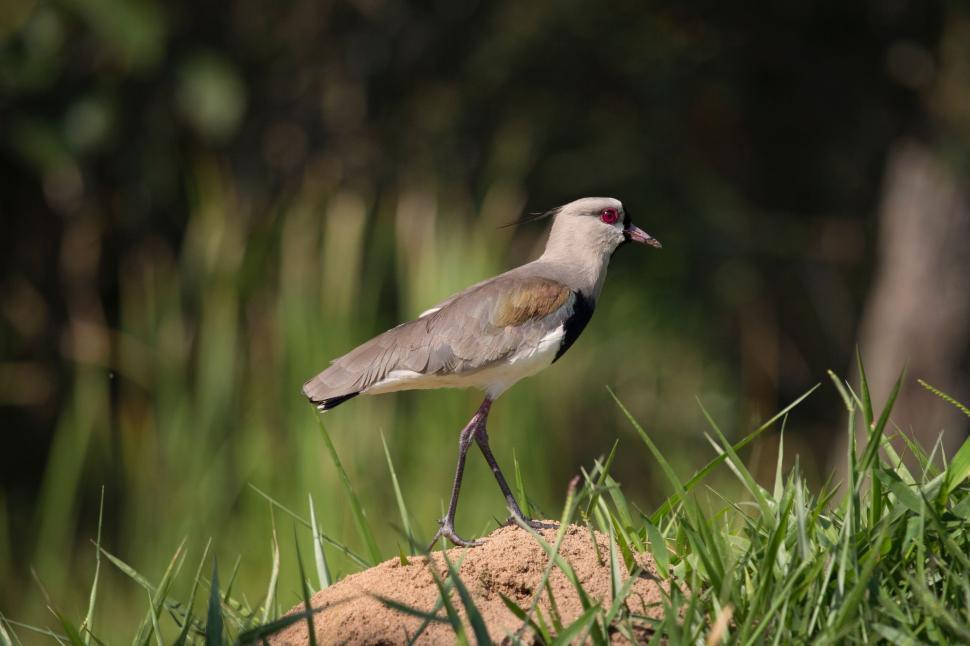 Free Stock Photo of Bird Standing on Rock in Grass | Download Free ...