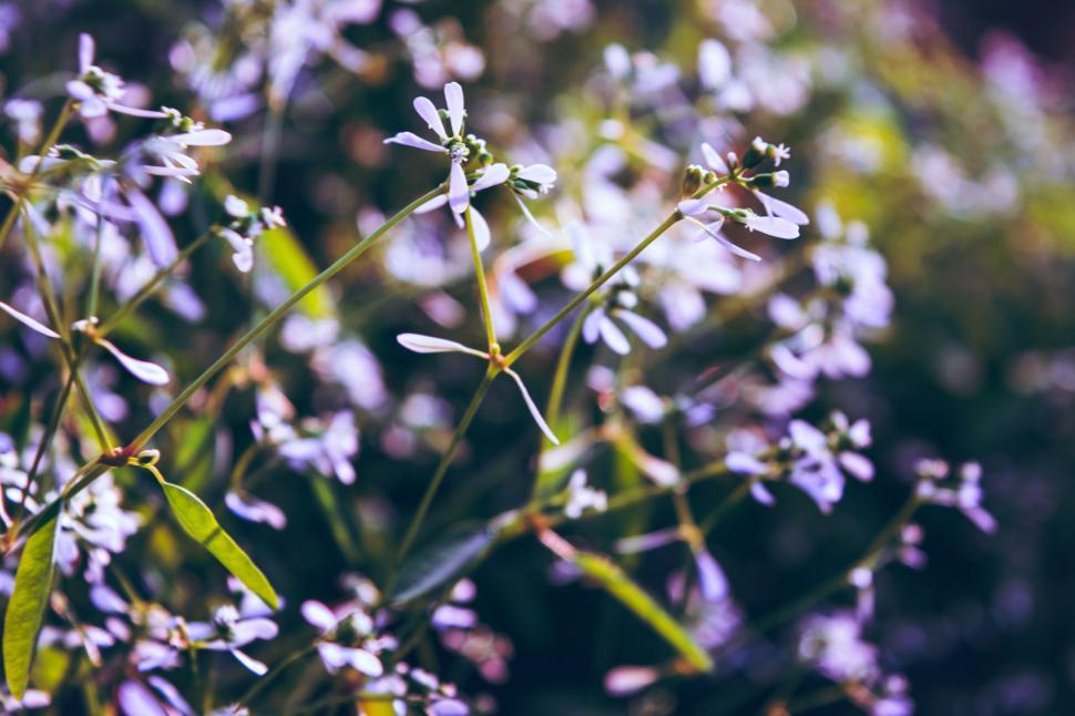 Free Stock Photo of Flowers Scattered in Grass | Download Free Images ...