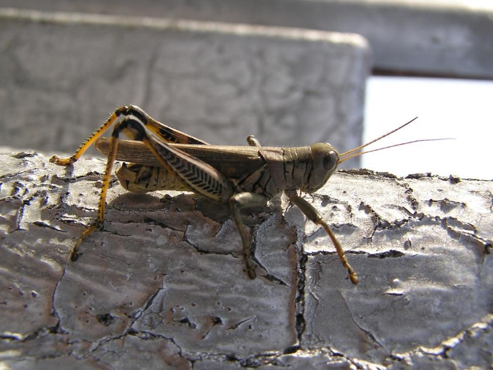 Free Stock Photo of grasshopper | Download Free Images and Free ...