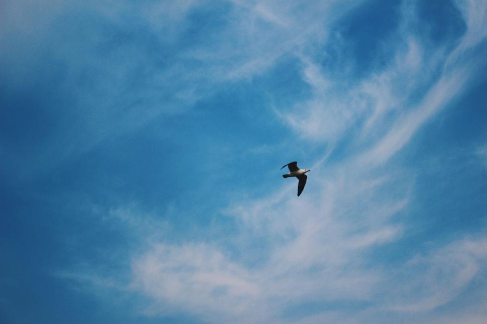 Free Stock Photo of Bird Soaring High in Sky | Download Free Images and ...