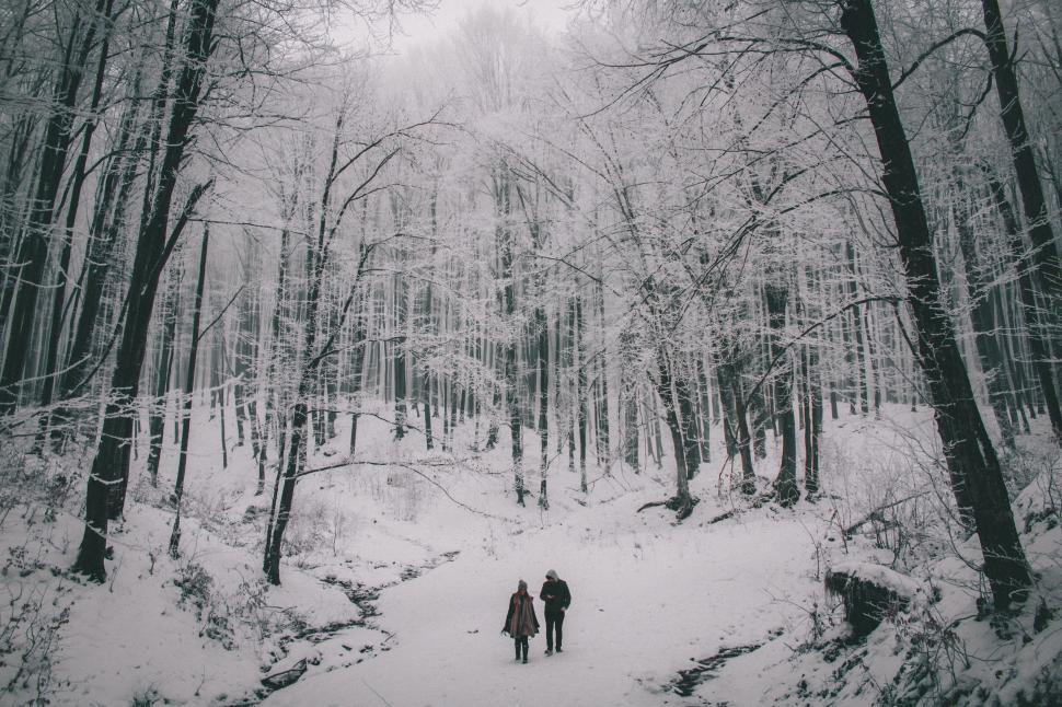 Free Stock Photo of Two People Walking Through Snowy Forest | Download ...