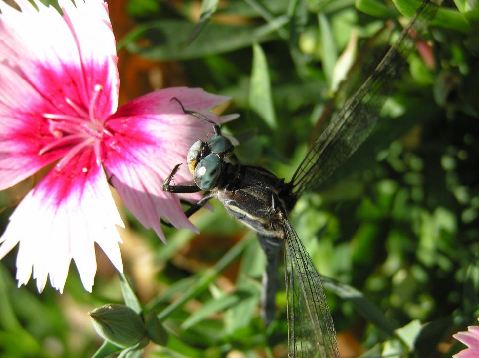 Free Stock Photo of Aerial view of a dragonfly | Download Free Images ...