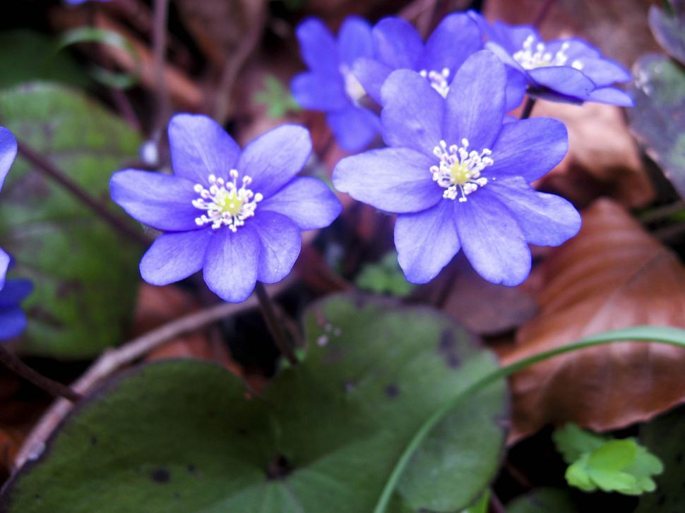 Free Stock Photo of flowers | Download Free Images and Free Illustrations