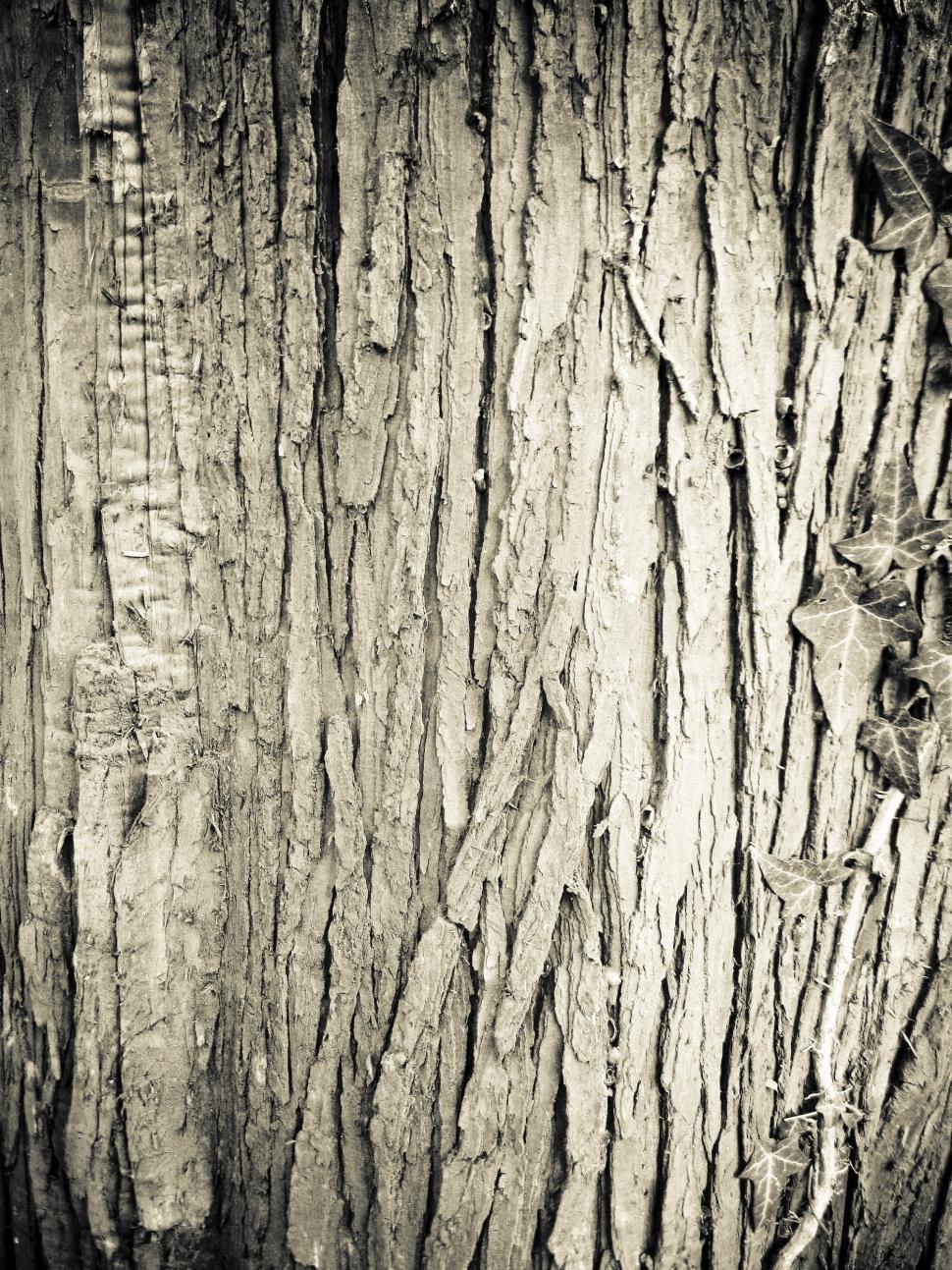 Free Stock Photo of wood pattern | Download Free Images and Free ...