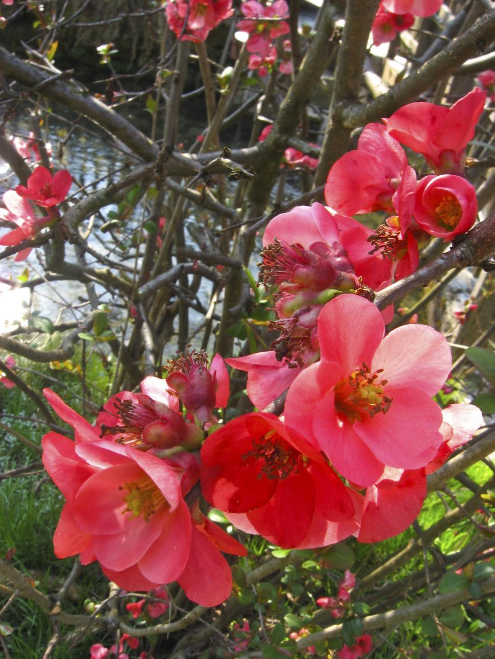Free Stock Photo of blooming tree | Download Free Images and Free ...