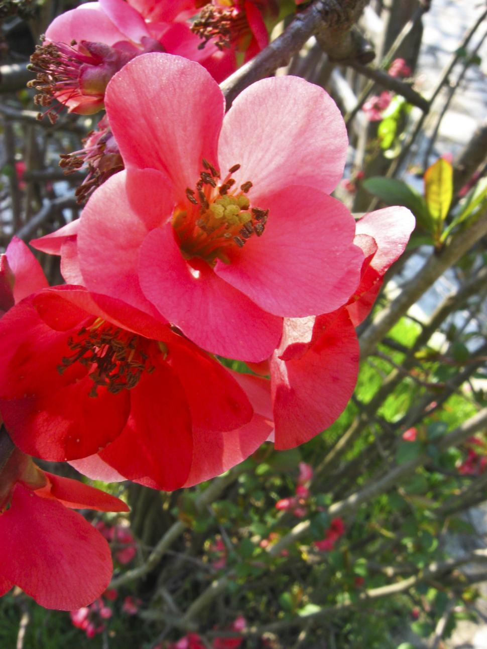 Free Stock Photo of blooming tree | Download Free Images and Free ...