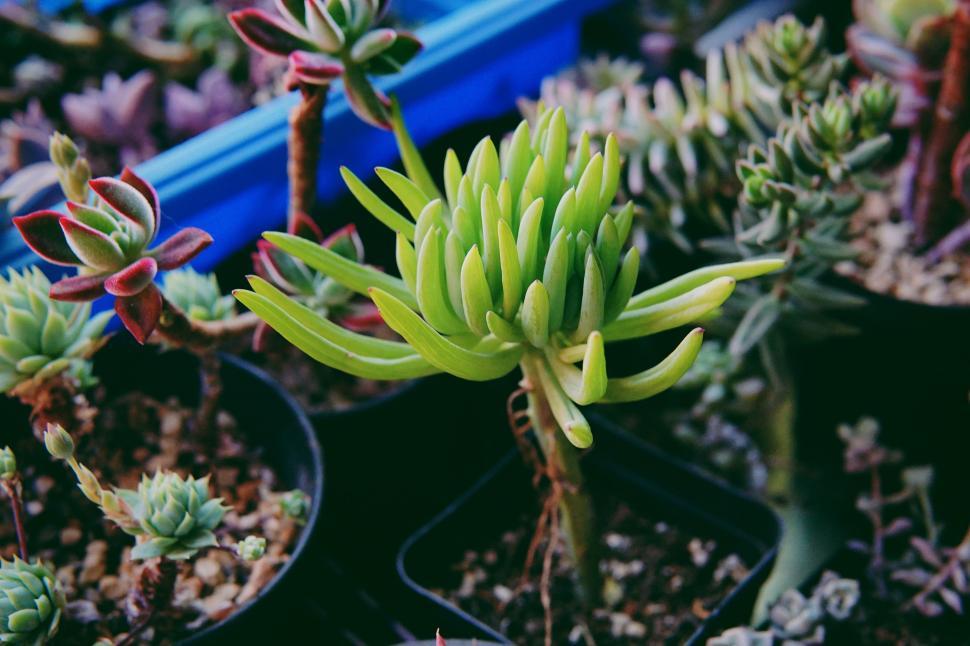 Free Stock Photo of Collection of Plants in Various Pots | Download ...