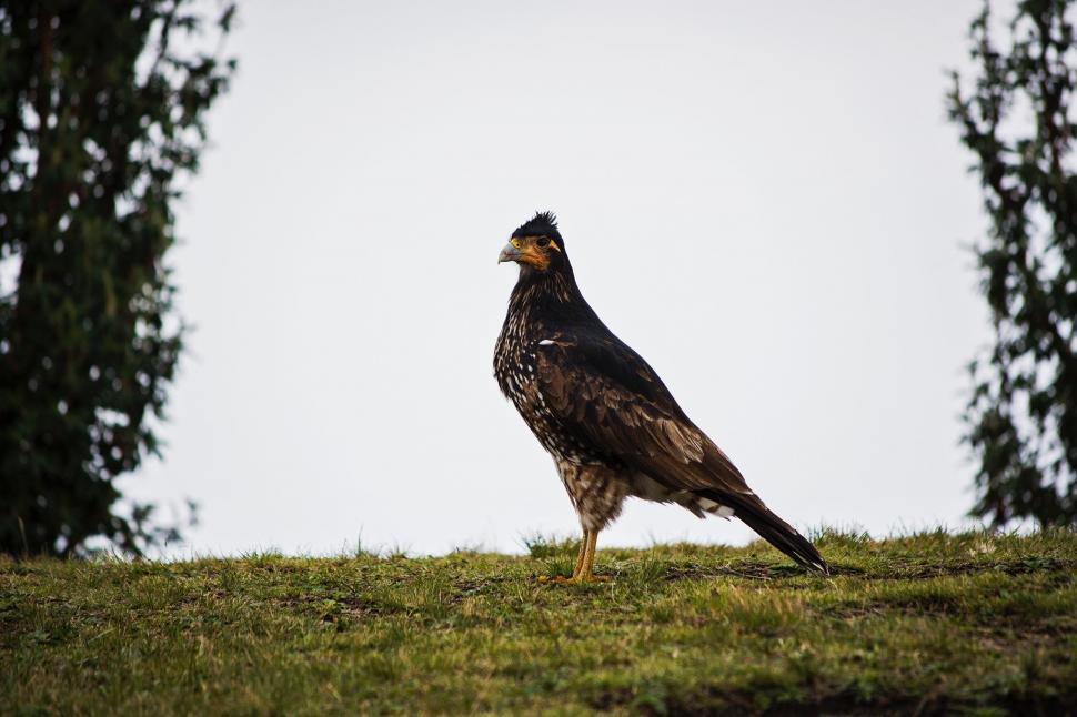 Free Stock Photo of Large Bird Standing on Top of Lush Green Field ...
