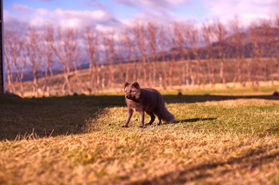 Free Stock Photo of Dog Standing on Grass Field | Download Free Images ...