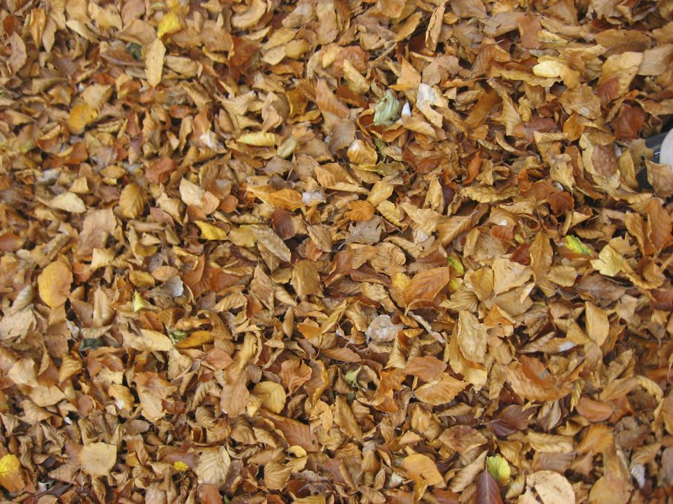 Free Stock Photo of Dry fallen leaves | Download Free Images and Free ...
