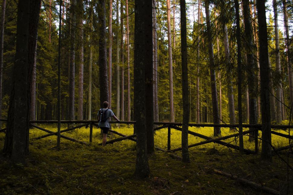 Free Stock Photo of Person Standing in the Middle of Forest | Download ...