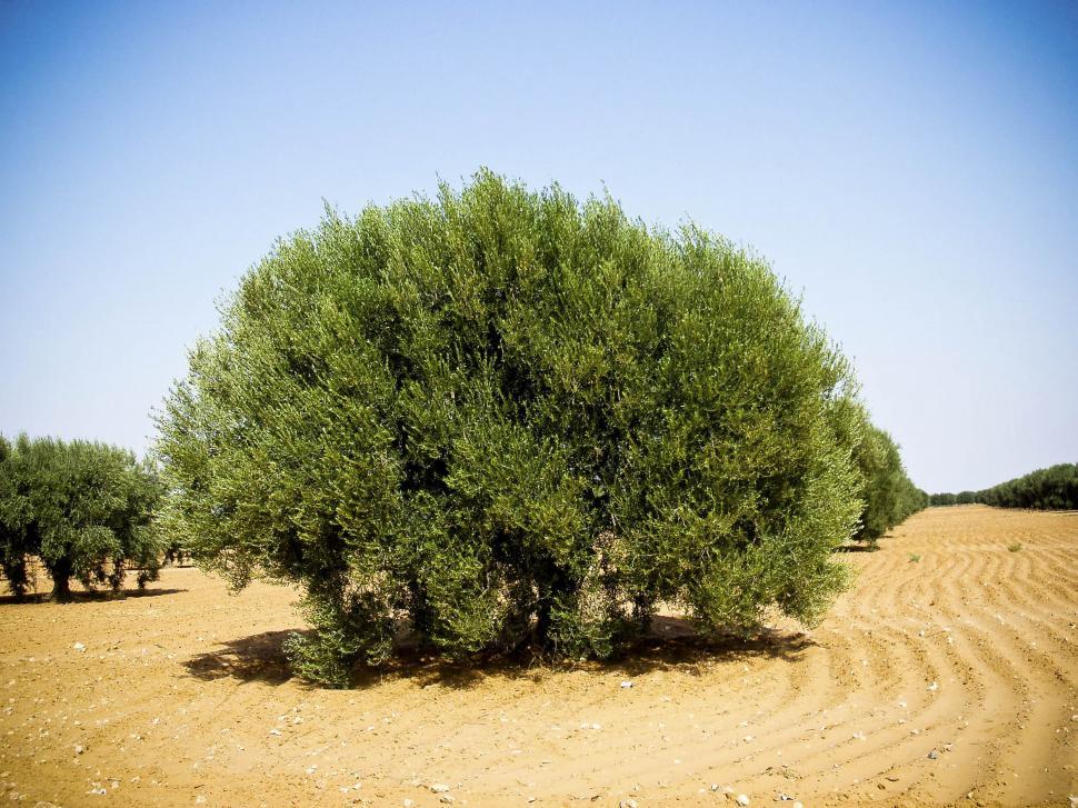 Free Stock Photo of Olive Tree in the Desert | Download Free Images and ...
