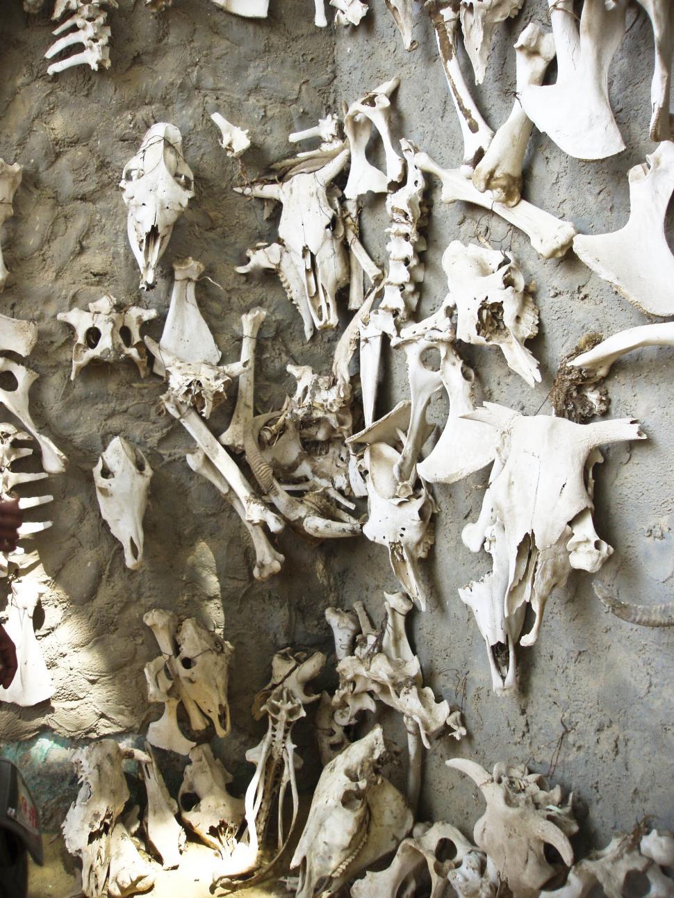 Free Stock Photo of Animal bones | Download Free Images and Free ...