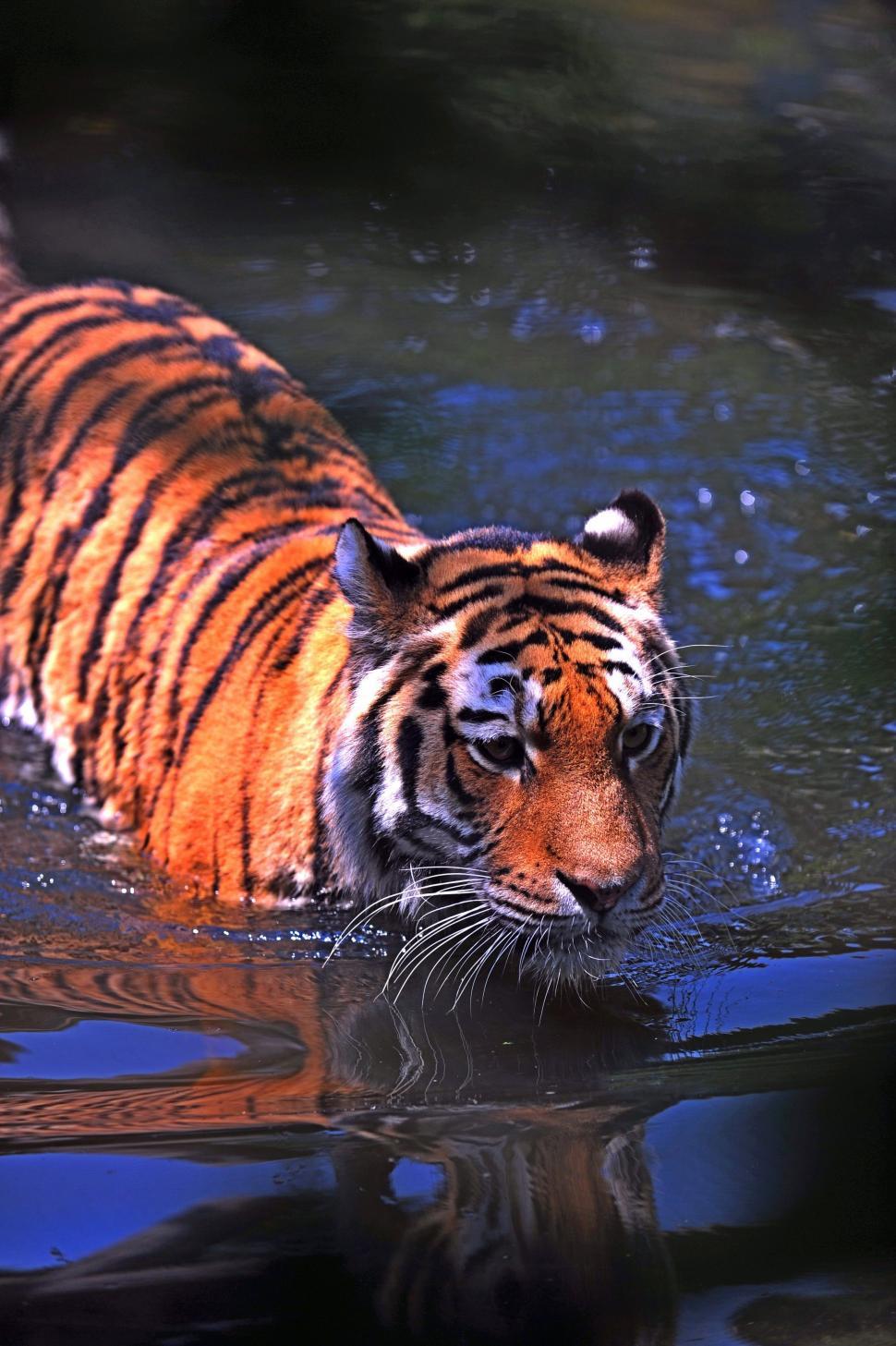 Free Stock Photo of Tiger Swimming in a Body of Water | Download Free ...