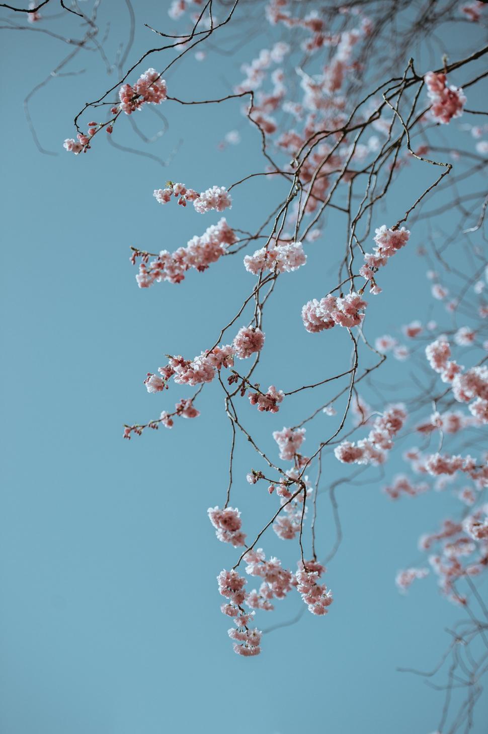 Free Stock Photo of Blooming Tree With Pink Flowers | Download Free ...