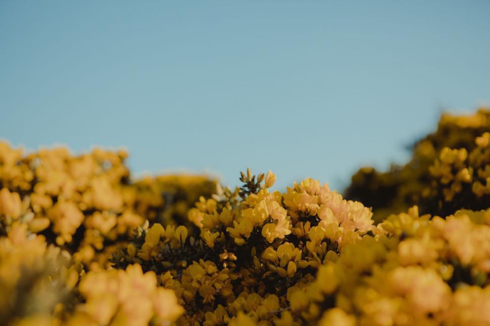 Free Stock Photo of Yellow Flowers Swaying in Sunlit Field | Download ...