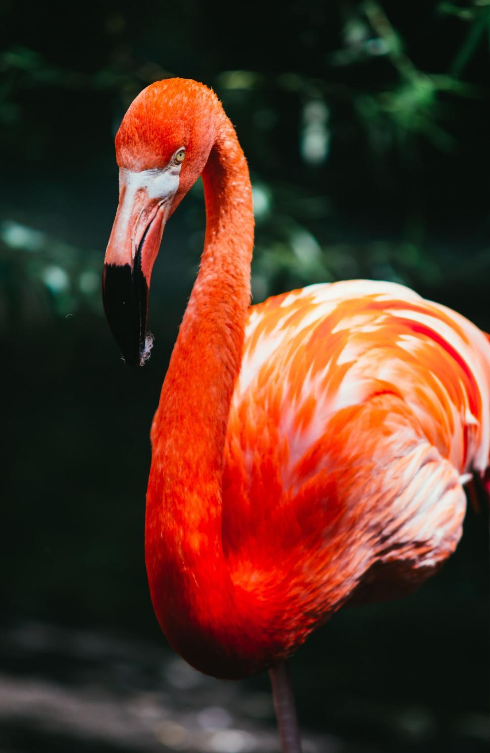 Free Stock Photo of Pink Flamingo Standing on Lush Green Field ...