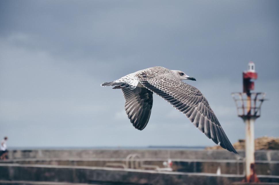 Free Stock Photo of Seagull Flying Near Light Pole | Download Free ...
