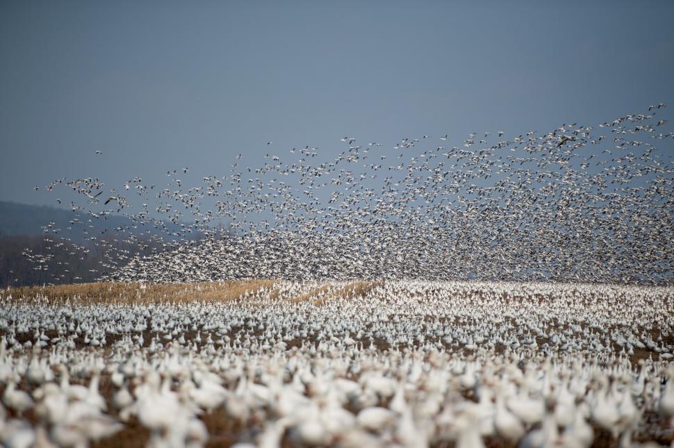 Free Stock Photo of Large Flock of Birds Flying Over Field | Download ...