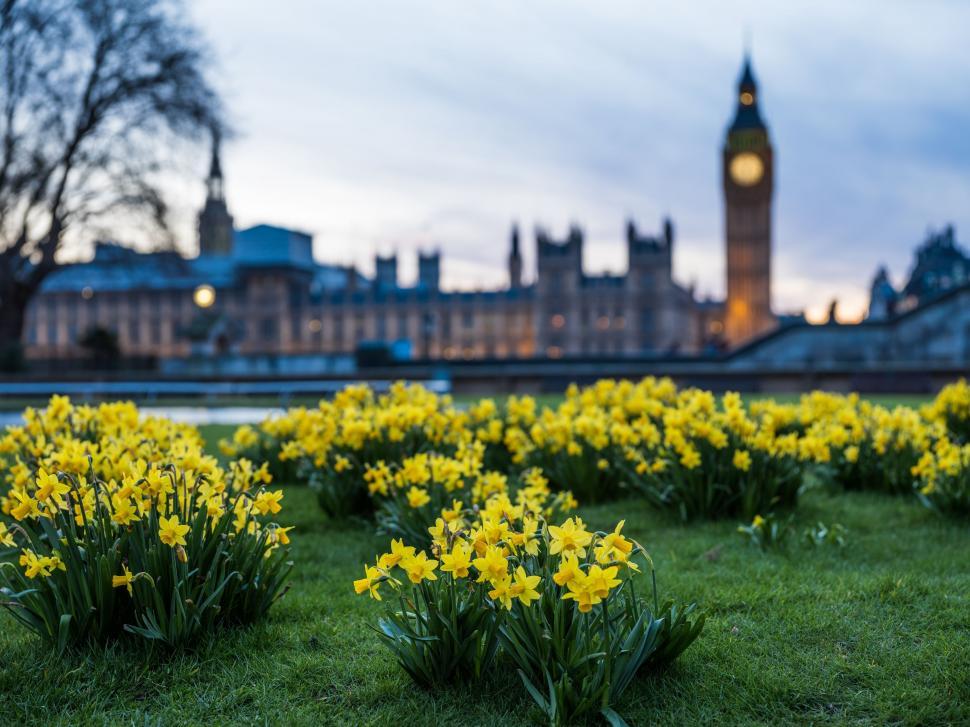 Free Stock Photo of Field of Yellow Flowers With Clock Tower | Download ...