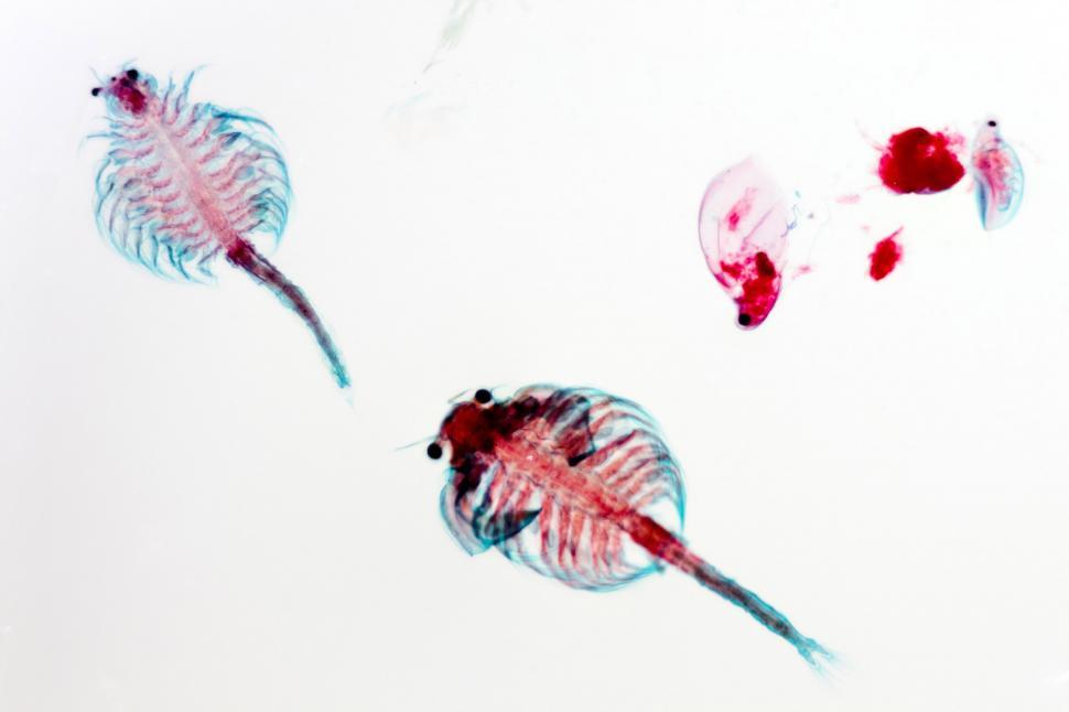 Free Stock Photo of plankton | Download Free Images and Free Illustrations