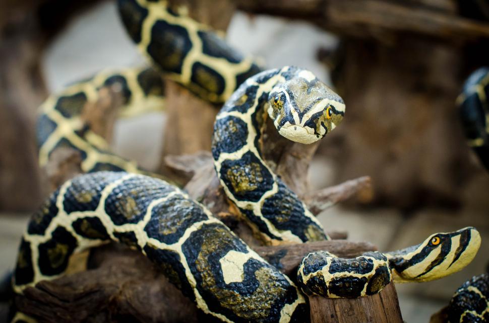 Free Stock Photo of Animal molded figure - fake snake | Download Free ...