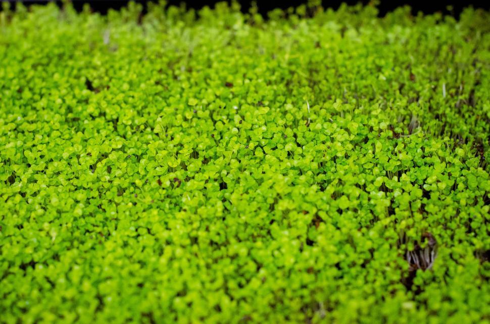 Free Stock Photo of Green young sprouts | Download Free Images and Free ...