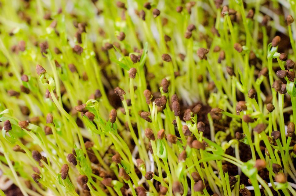 Free Stock Photo of Green plant sprouts | Download Free Images and Free ...