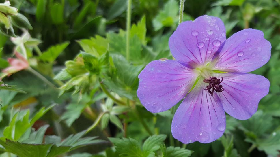 Free Stock Photo of Single Geranuim Flower | Download Free Images and ...