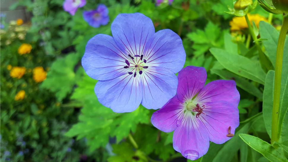 Free Stock Photo of Geranuim Flowers | Download Free Images and Free ...