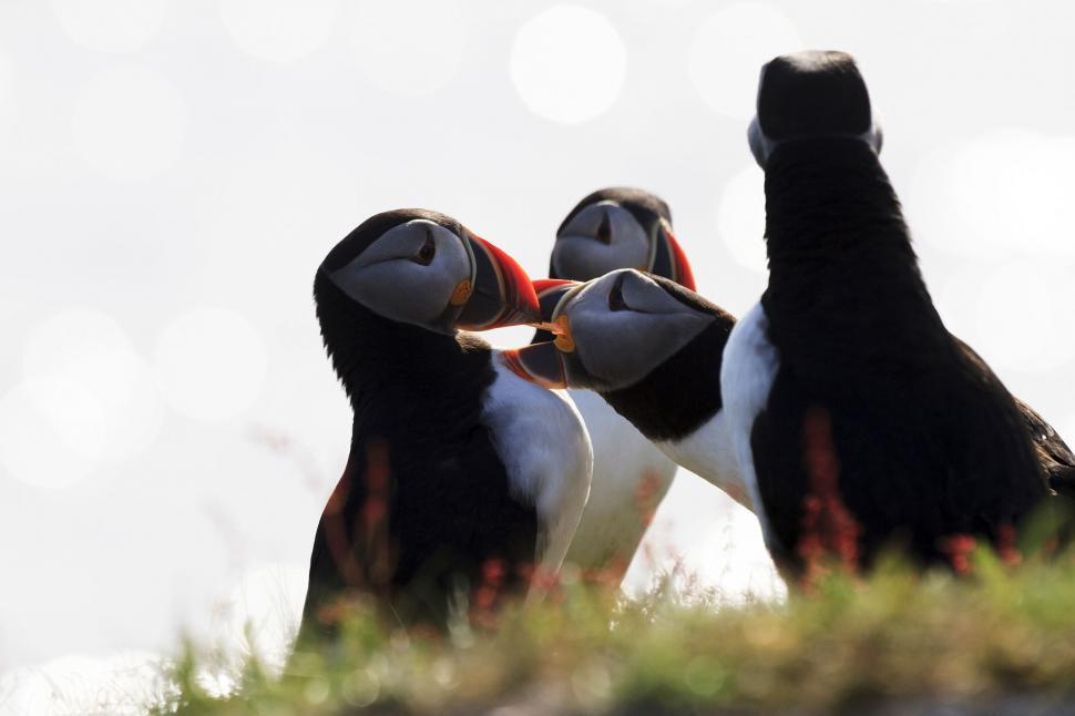 Free Stock Photo of Puffin attack | Download Free Images and Free ...