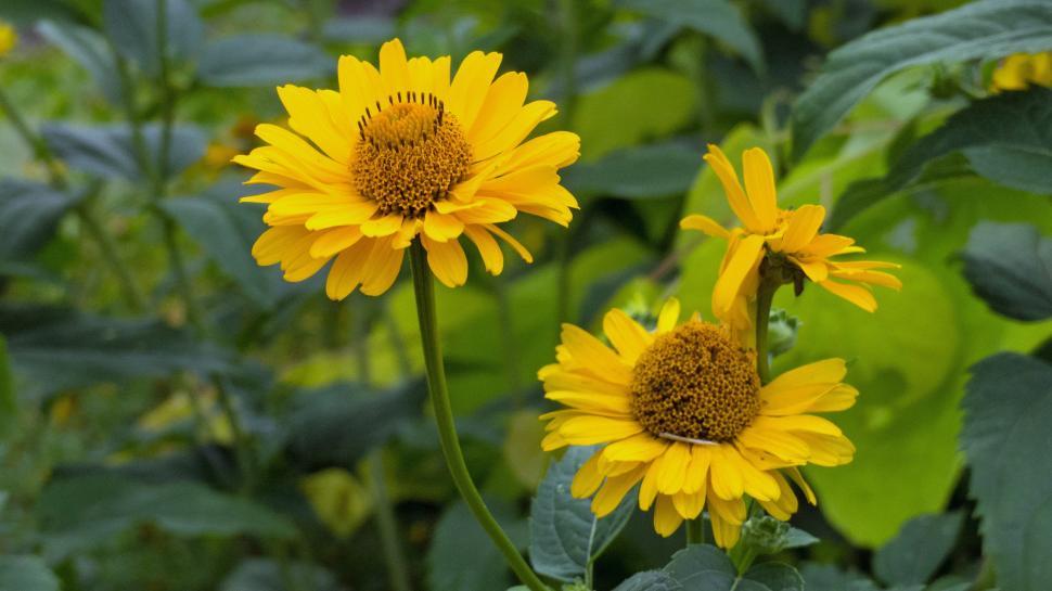 Free Stock Photo of Pair of Helenium Yellow Flowers | Download Free ...