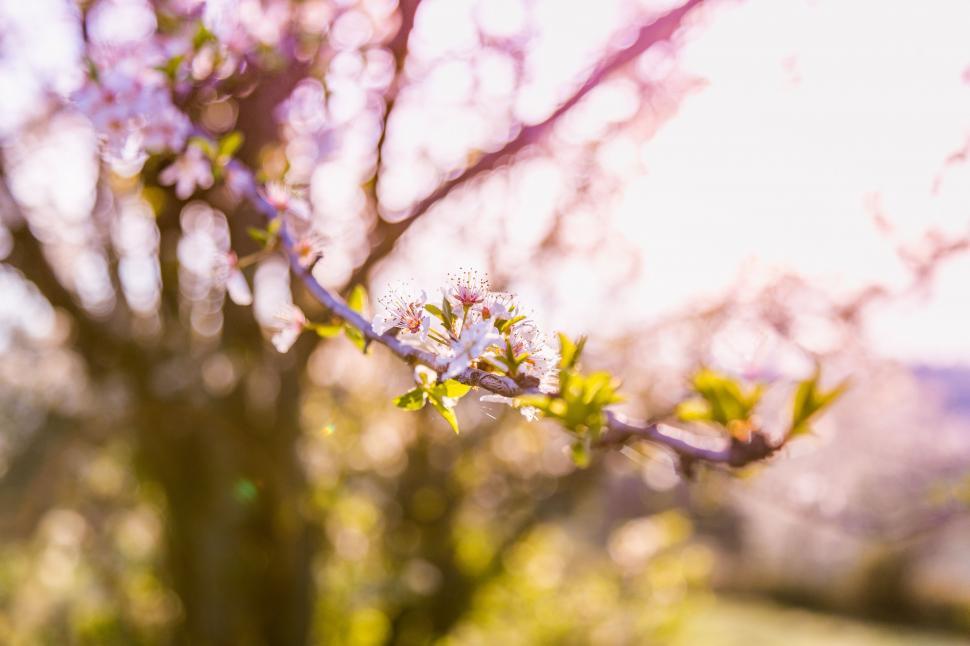 Free Stock Photo of Close Up of Flower on Tree Branch | Download Free ...