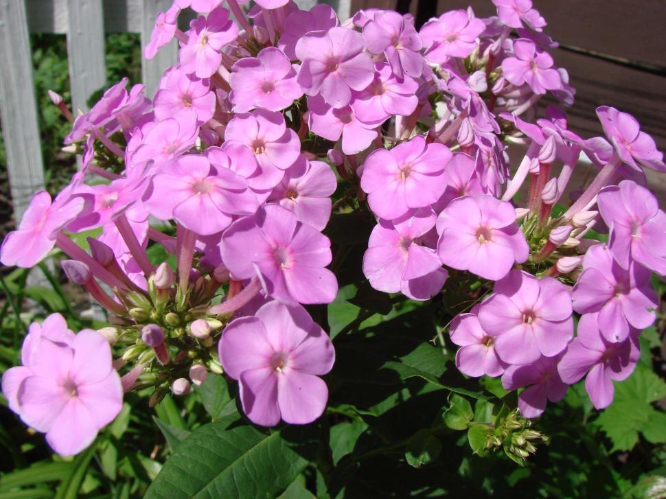 Free Stock Photo of Pink Phlox | Download Free Images and Free ...