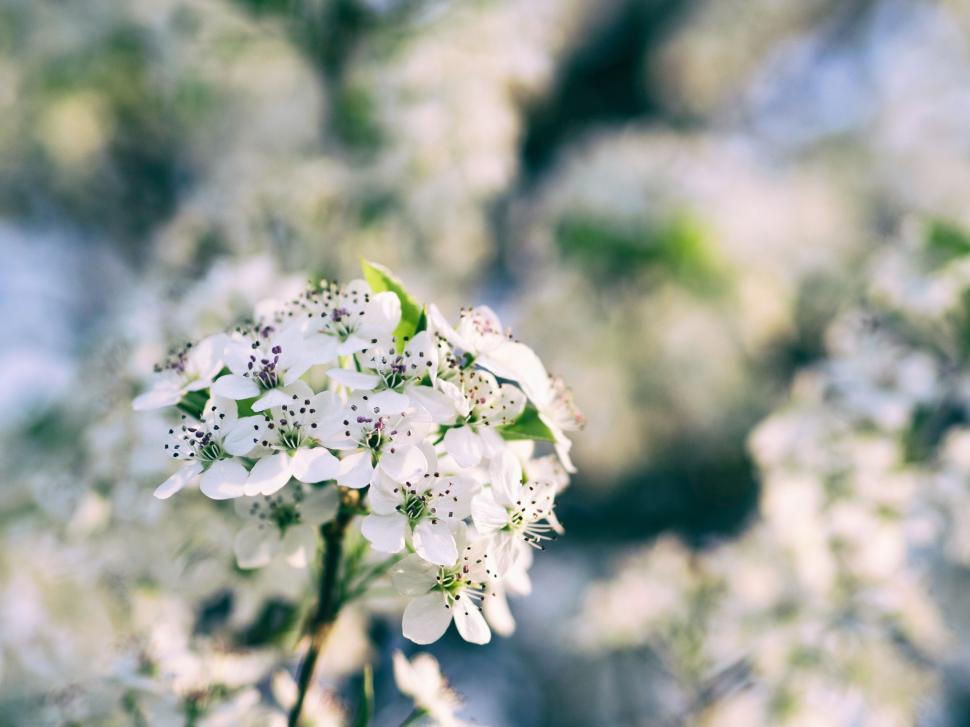 Free Stock Photo of Close Up of a White Flower on a Tree | Download ...