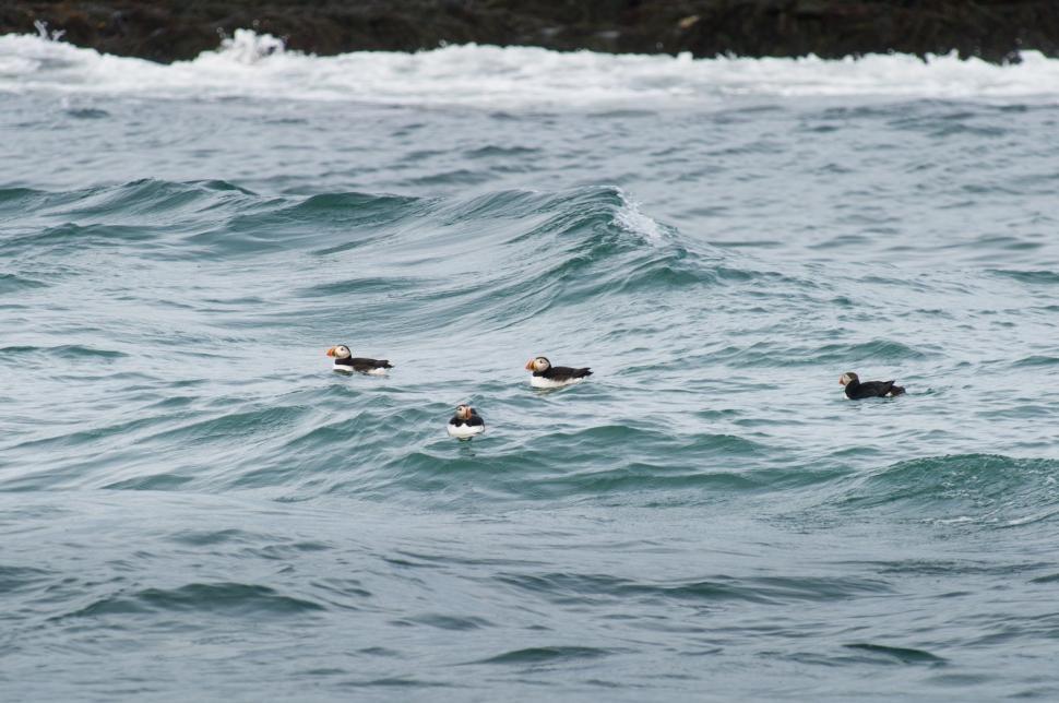 Free Stock Photo of Group of Ducks Swimming in the Ocean | Download ...