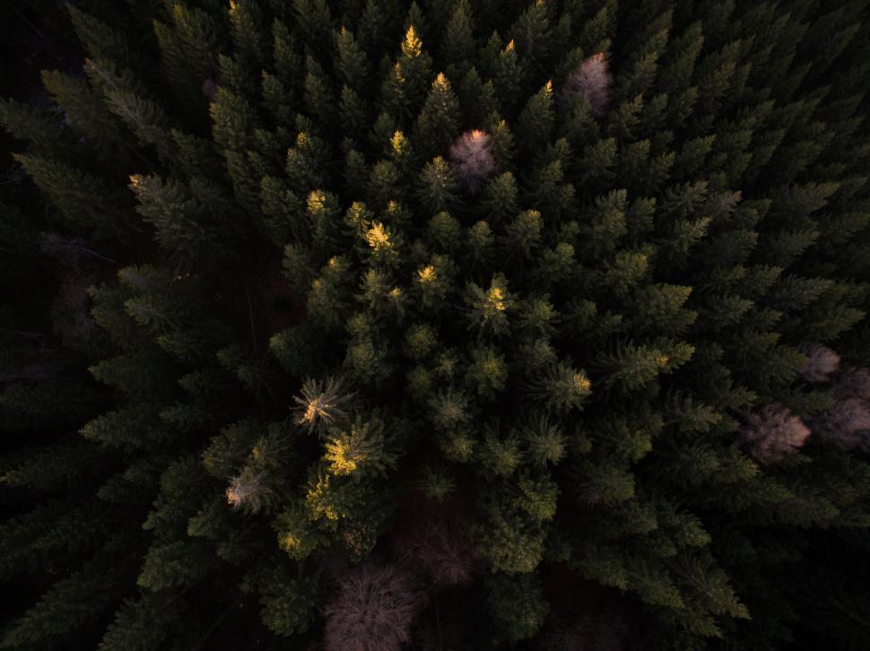 Free Stock Photo of Aerial View of Tree in Darkness | Download Free ...
