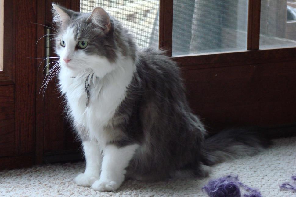 Free Stock Photo of Cat Sitting | Download Free Images and Free ...