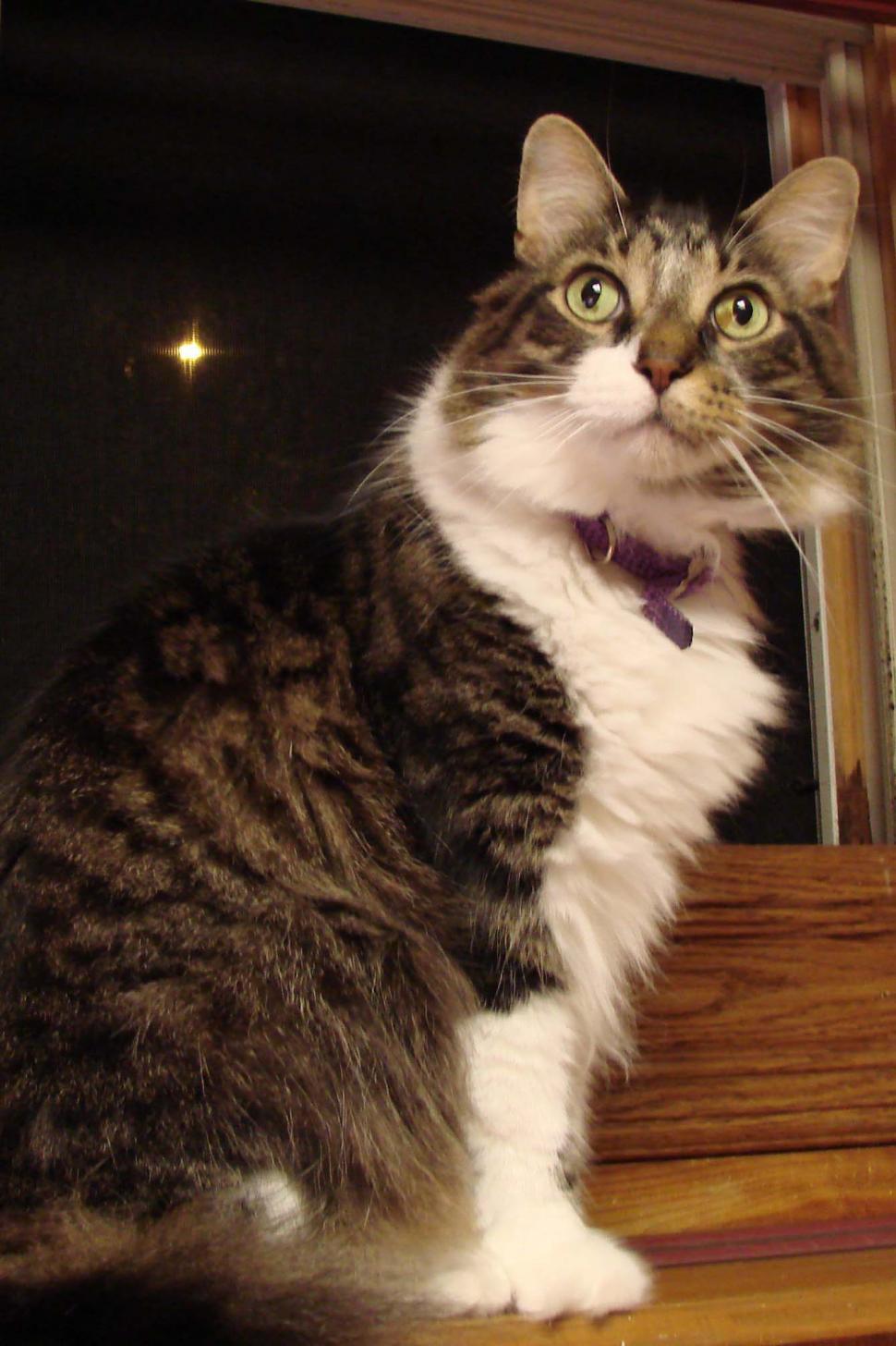 Free Stock Photo of Cat Sitting | Download Free Images and Free ...