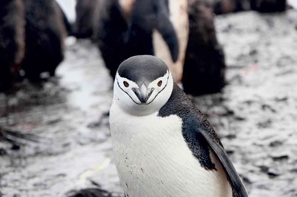 Free Stock Photo of Penguin Swimming in Water | Download Free Images ...