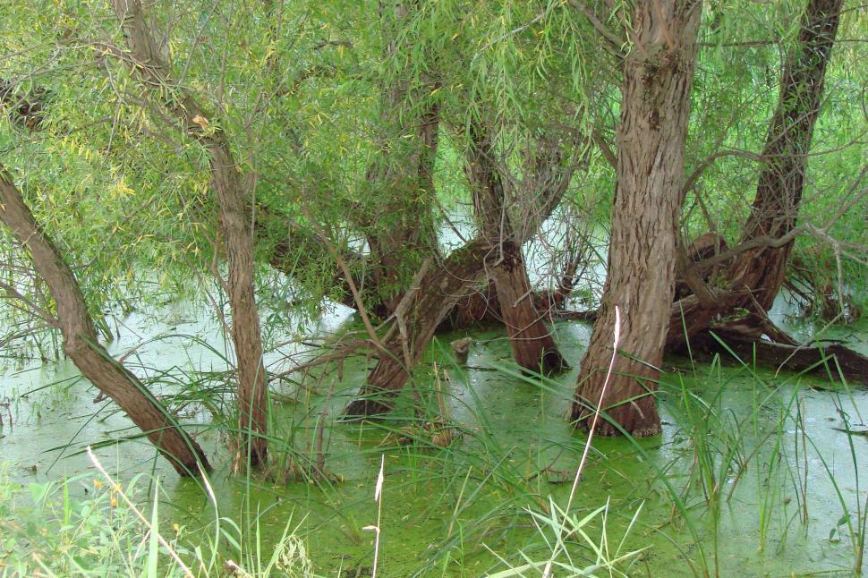 Free Stock Photo of River Marsh with Willows | Download Free Images and ...