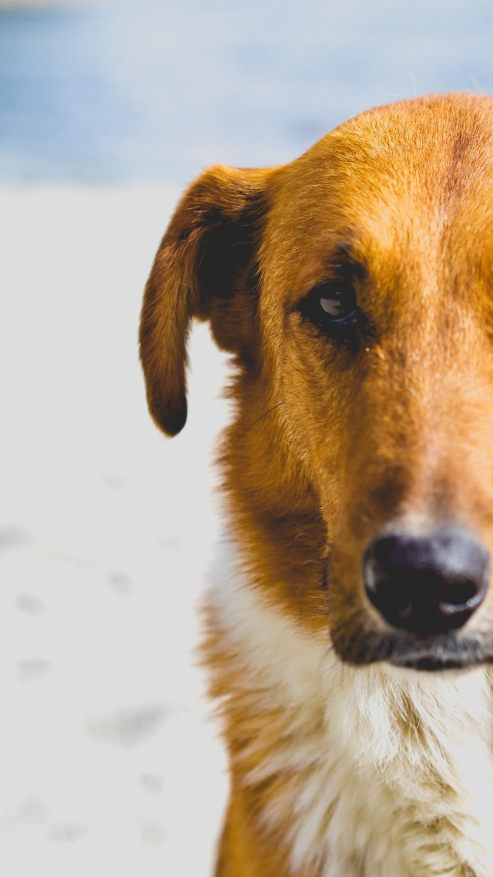 Free Stock Photo of Intense Gaze: Close Up of Dog Looking at Camera ...