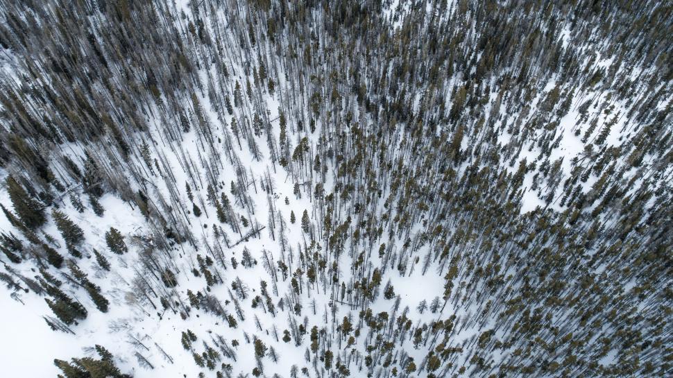 Free Stock Photo of Aerial View of Snow Covered Forest | Download Free ...