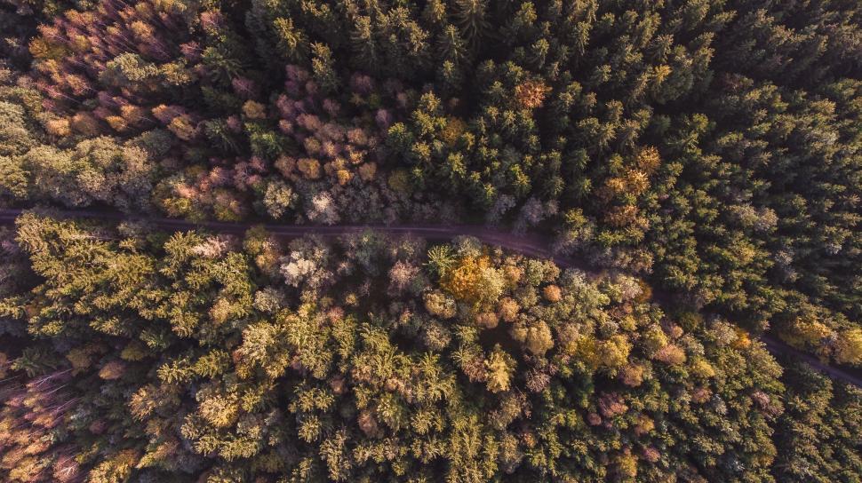 Free Stock Photo of Aerial View of Road in Forest | Download Free ...