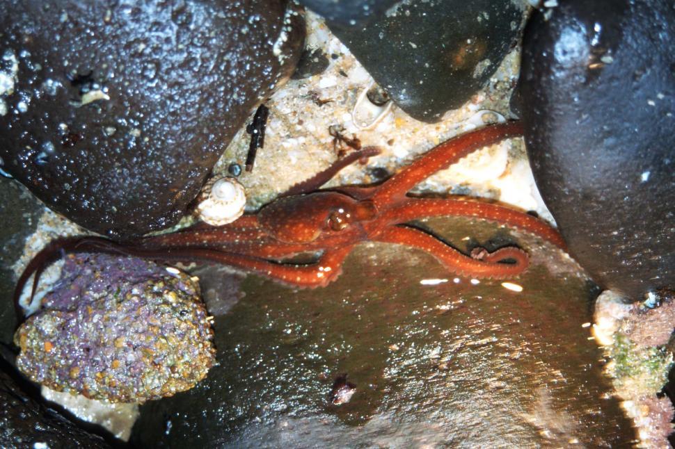 Free Stock Photo of Octopus in shallow water | Download Free Images and ...