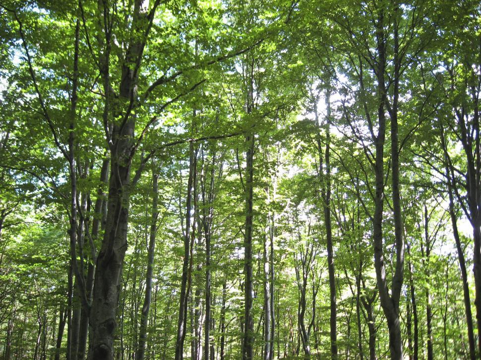 Free Stock Photo of Tall trees | Download Free Images and Free ...