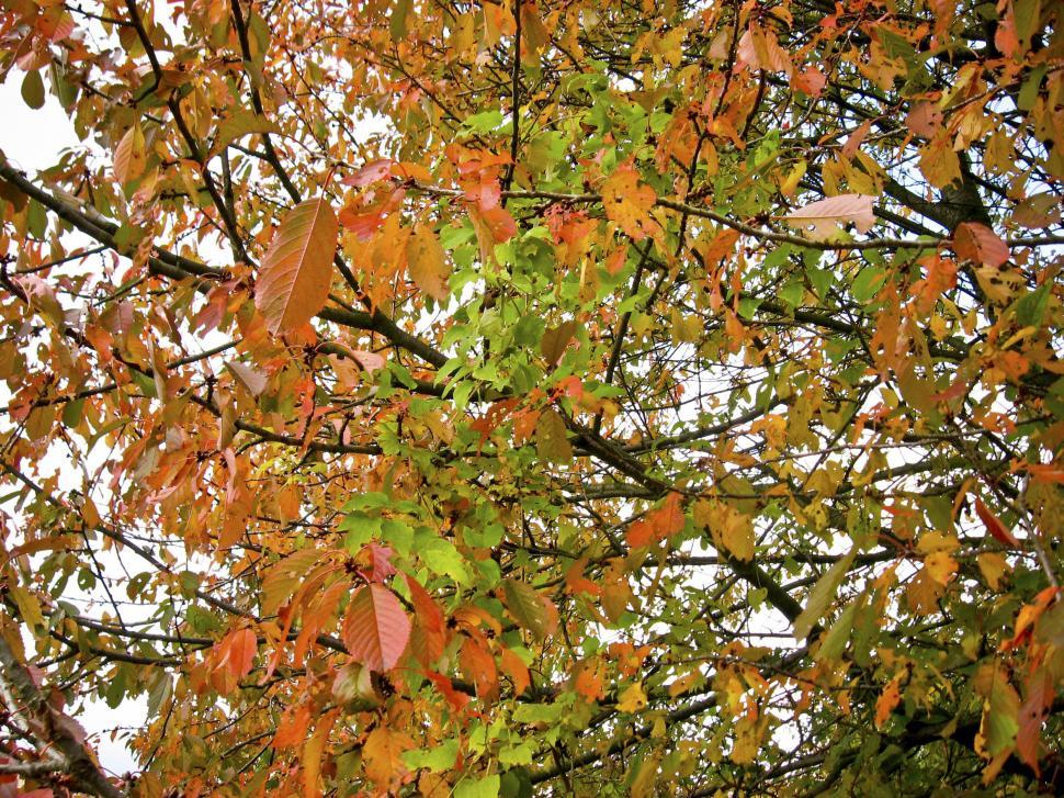 Free Stock Photo of trees turning | Download Free Images and Free ...