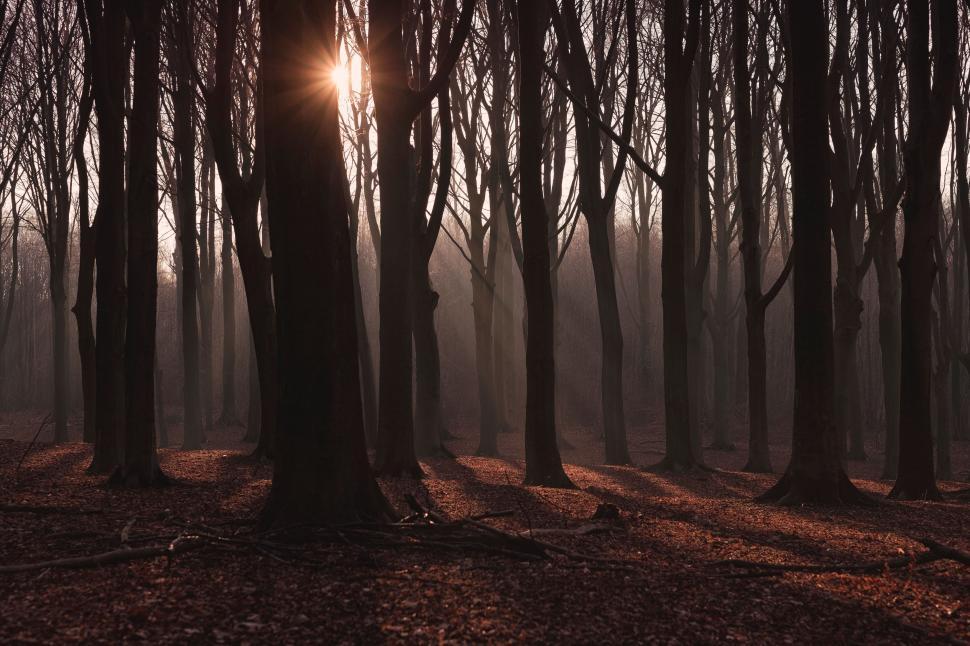 Free Stock Photo of Sunlight Streaming Through Trees in Forest ...