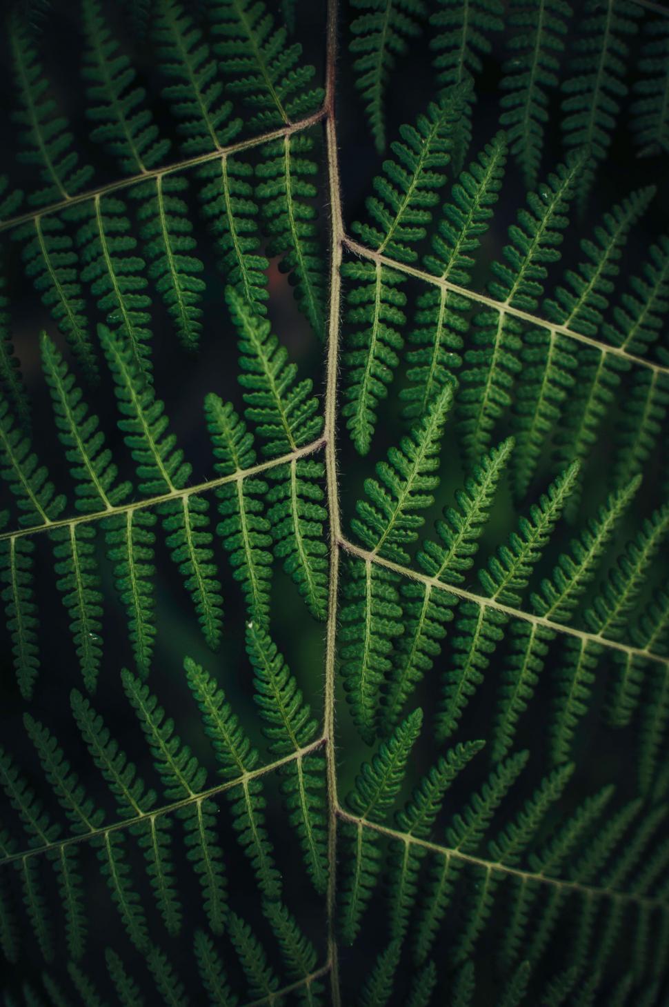 Free Stock Photo of Close Up View of a Green Leaf | Download Free ...