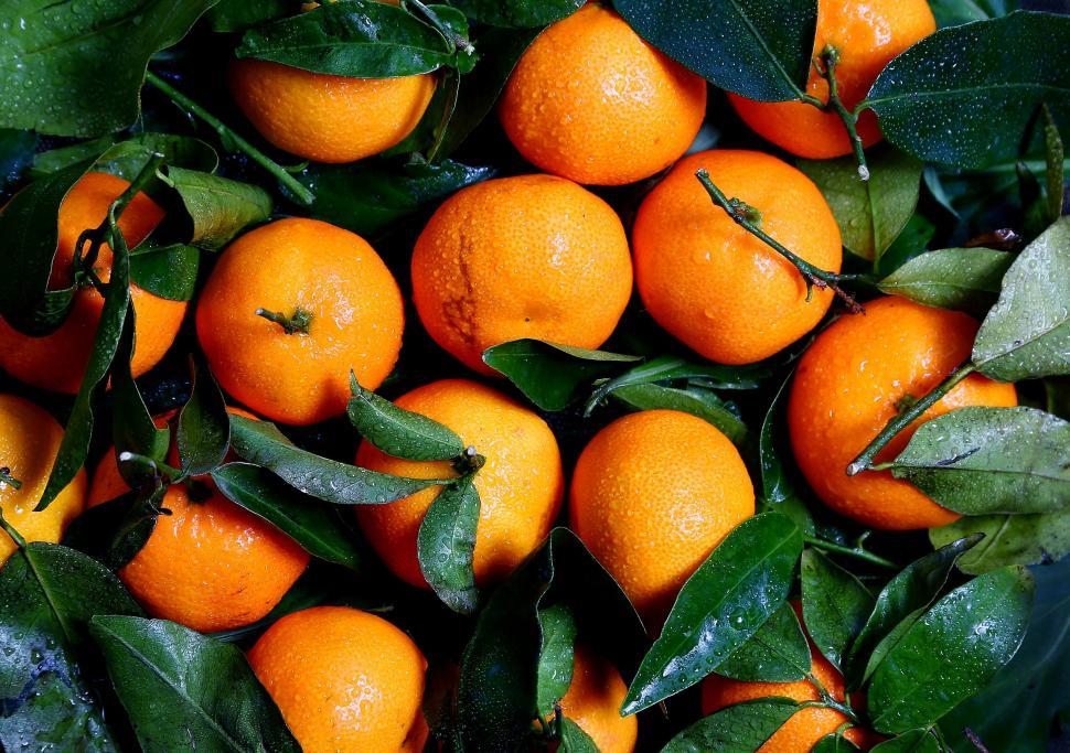 Free Stock Photo of A Bunch of Oranges Hanging on a Tree | Download ...